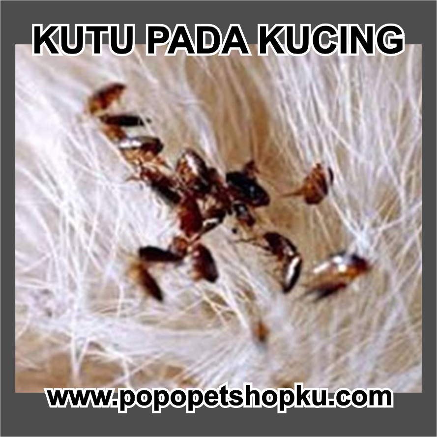 POPO PETSHOP: Beberapa Penyakit Pada Kucing dan Cara Mengatasinya