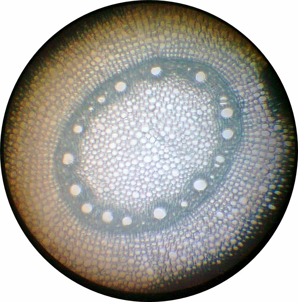 Different: LAPORAN PRAKTIKUM TENTANG JARINGAN TUMBUHAN
