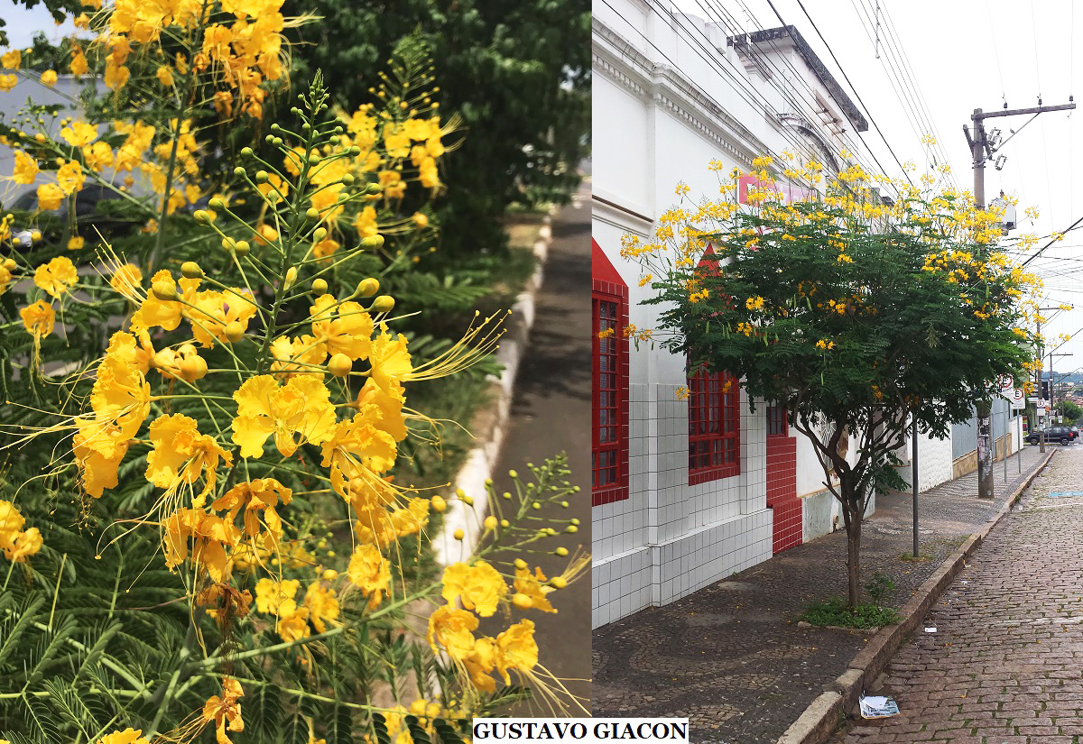Viveiro Ciprest - Plantas Nativas e Exóticas: Flamboyant Mirim Amarelo ...