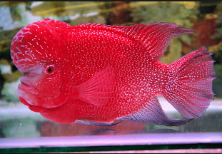 IKAN LAGA: Gambar Ikan Louhan Termahal Dan Tercantik