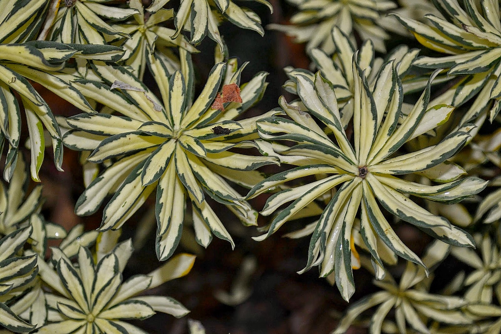The Outlaw Gardener: Daphne x burkwoodii 'Briggs Moonlight' is My ...