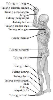 Sistem Gerak Pada Manusia - Pustaka Belajar