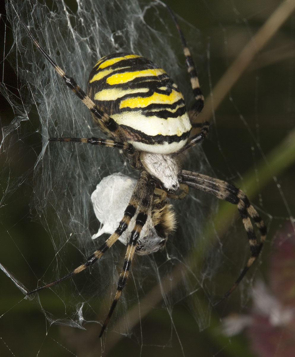 Wasp Spider | Naturally