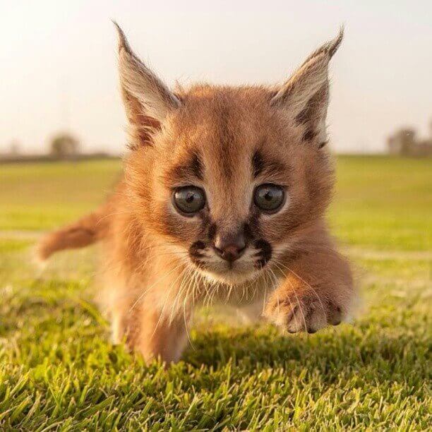 Gatos : Caracal um gato selvagem e belo.