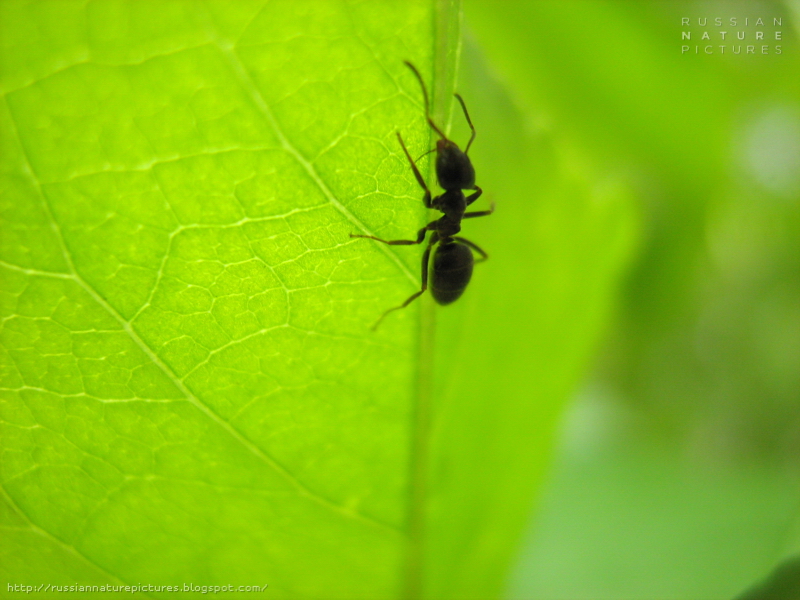 Fauna: Ants — Part 01 ~ Russian Nature Pictures