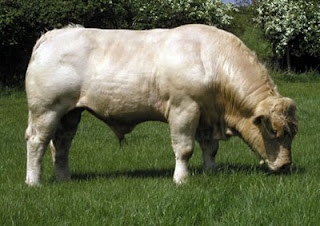 The Sapi Metal Singosari mBoyolali: Sapi Sapi Metal Boyolali