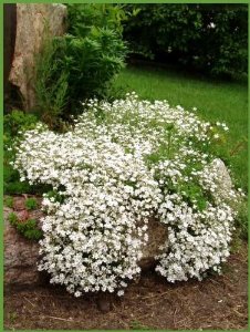 Dream Garden: Gypsophila Elegans - Mosquitinho Branco