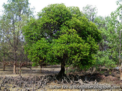 tHE tiDE cHAsER: Tengar (Ceriops tagal)