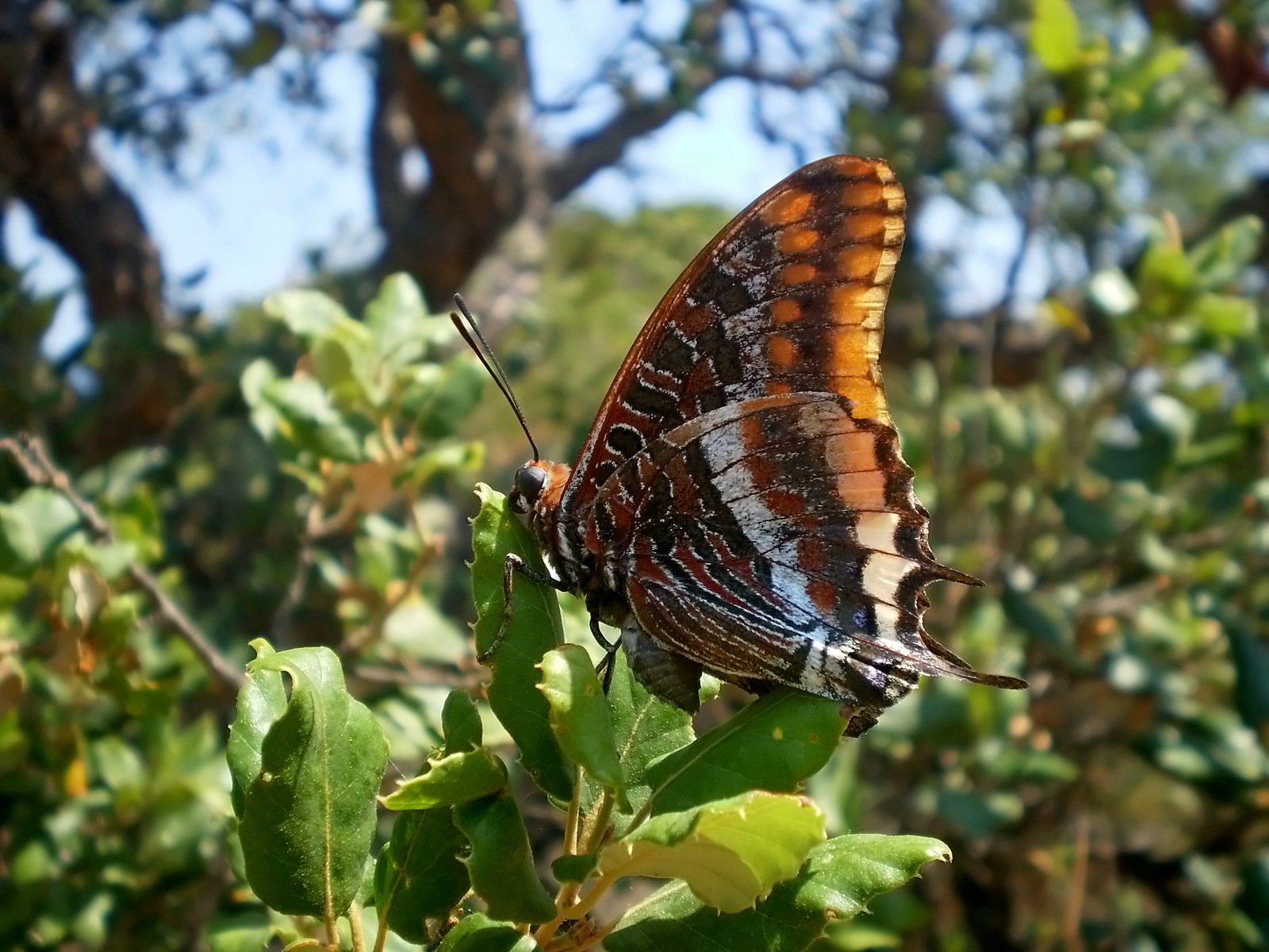 NATURA VIVA: PAPALLONES