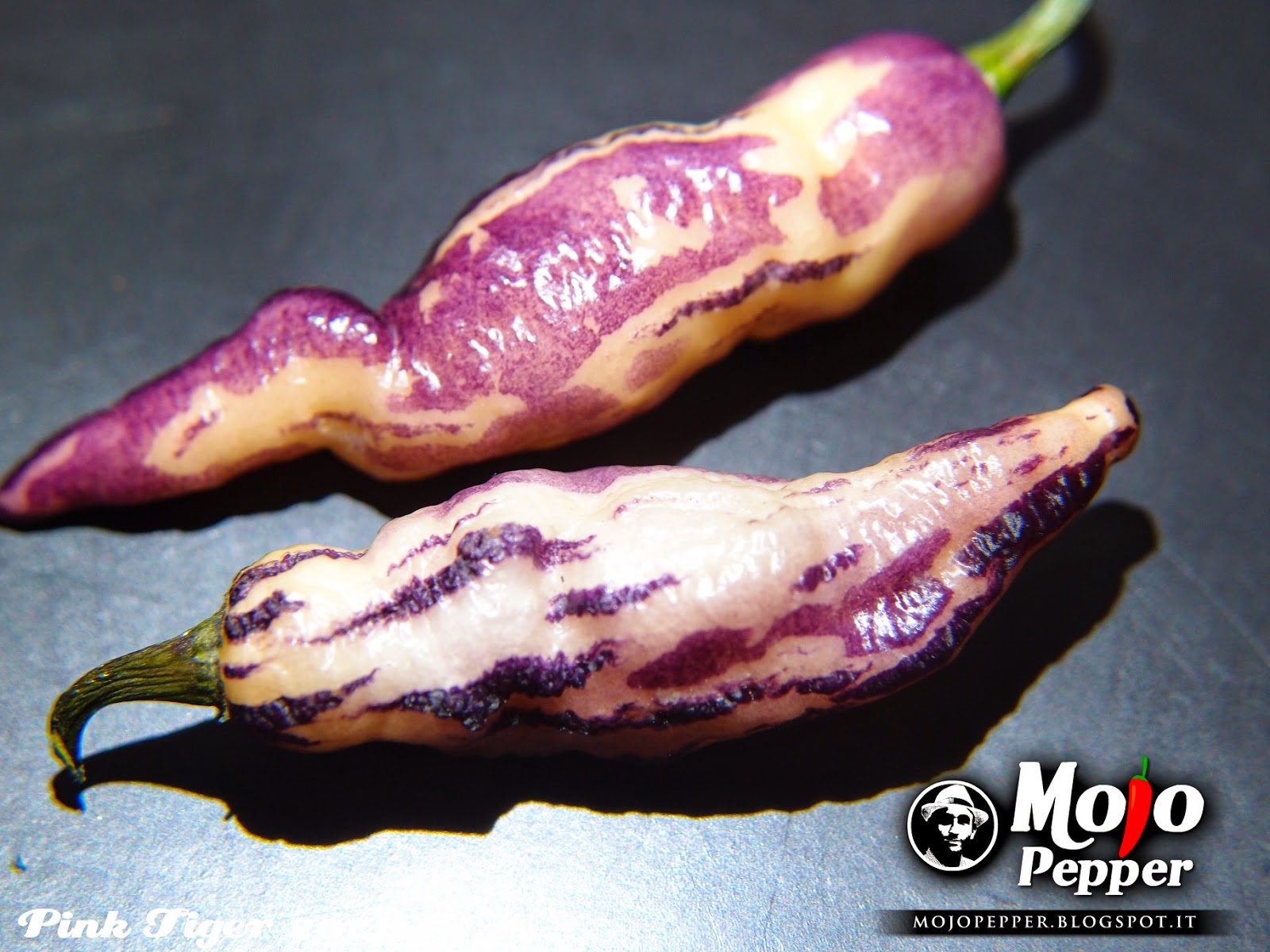 The Mojo Pepper - Just a Chili Pepper grower: Pink Tiger - new harvest ...