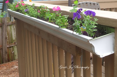 Gentle Joy Homemaker: Repurposed Gutter... For Flowers?!