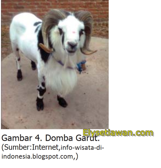 mengenal ternak domba diindonesia - Elinotes - Review By Eli Setiawan