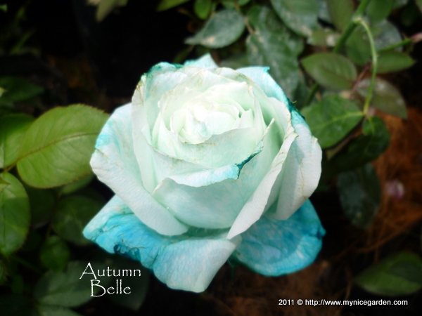 My Nice Garden: Blue Roses at Floria 2011