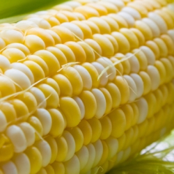 Fresh Corn Grill: Corn Nutrition Facts
