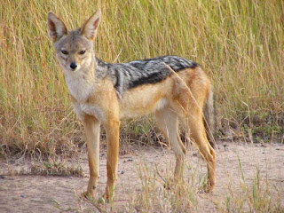 All About Animal Wildlife: Jackal Information and Photos-Images 2012