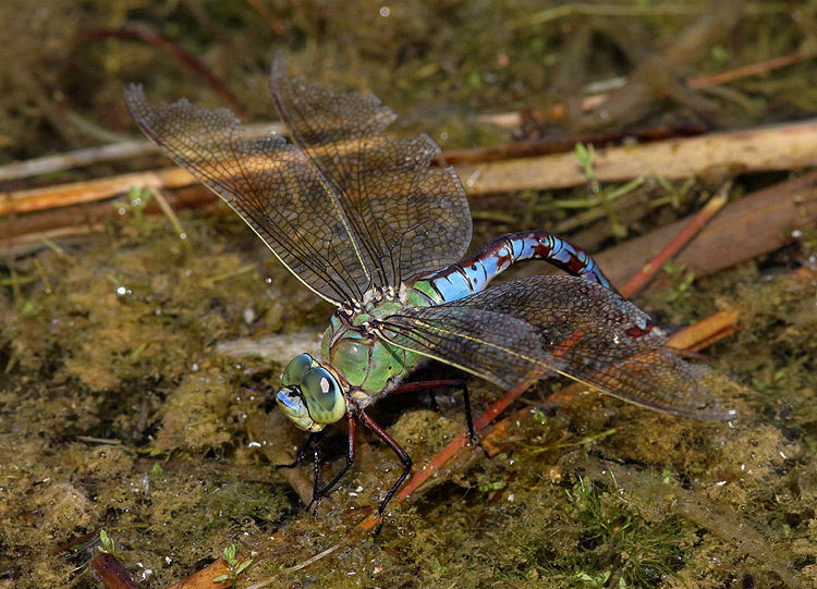 Kent Dragonflies: A Good Range of Species on the Wing