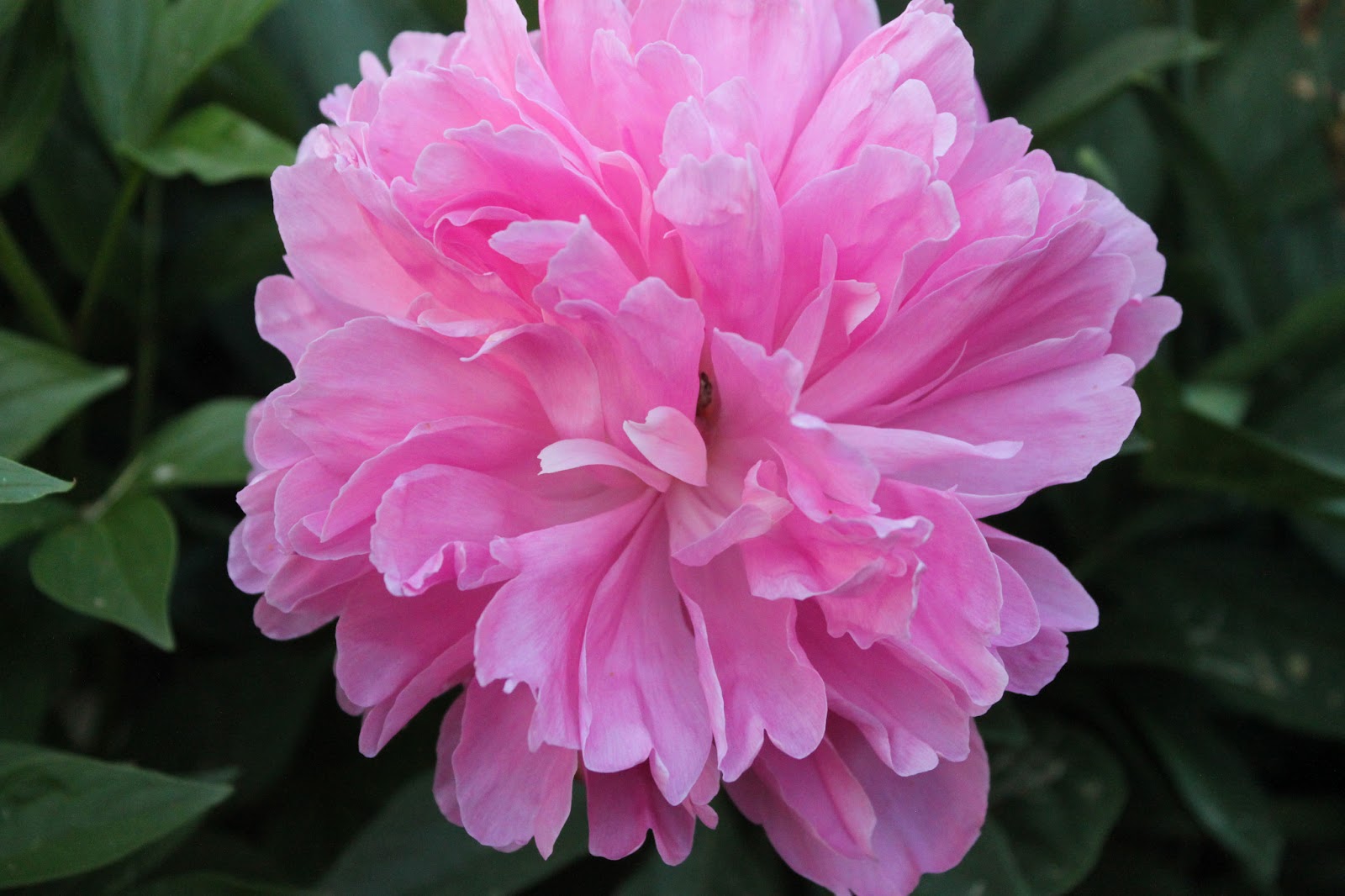Pat's Addition: Peony Patch Glory
