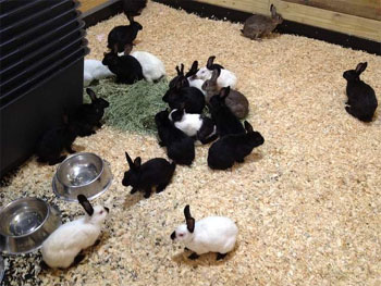 Four legged friends (and enemies): More than 90 rabbits seized from ...