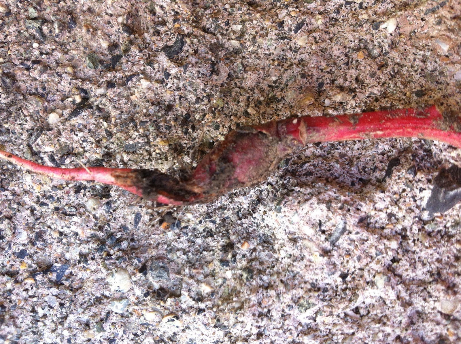 Gardening Experiments with Kirby: To avoid worms in your radishes, put ...