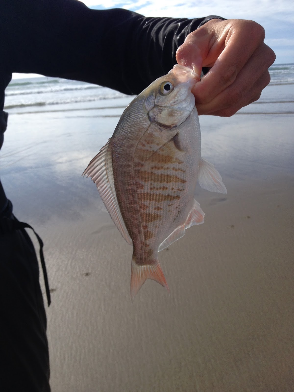 Pacific Northwest Saltwater Fish: A Spooled Fish Profile