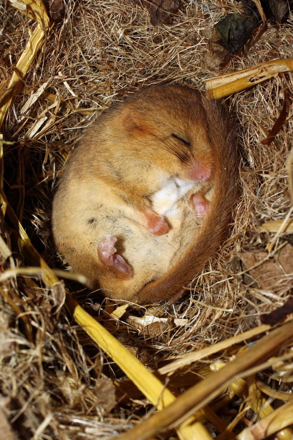 Wildwood Trust: Wildwood's sleepy dormice get ready for release to the wild