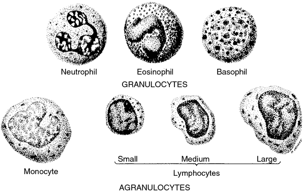 Seven Days per Week: SPM Biology 10 Transport (Part 3)