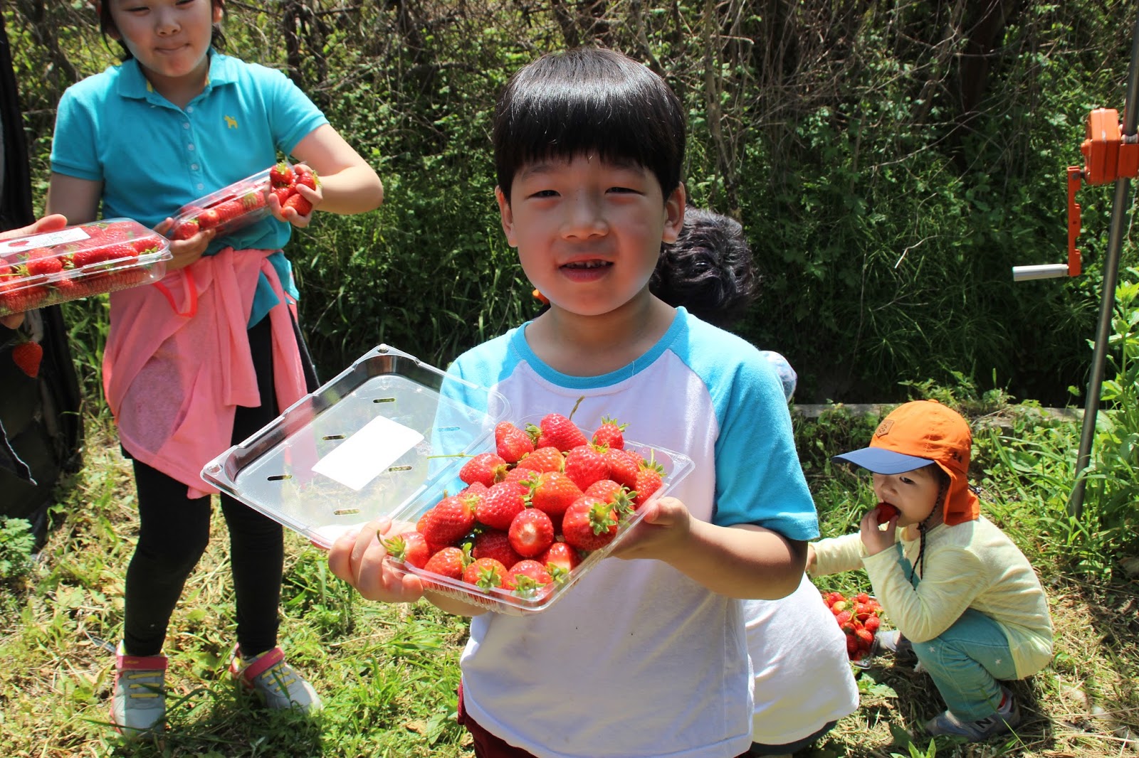 Korean Farming Experience Tours - One Day Harvest Programs in Daegu