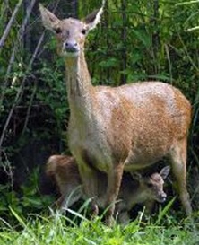 Anim Agro Technology