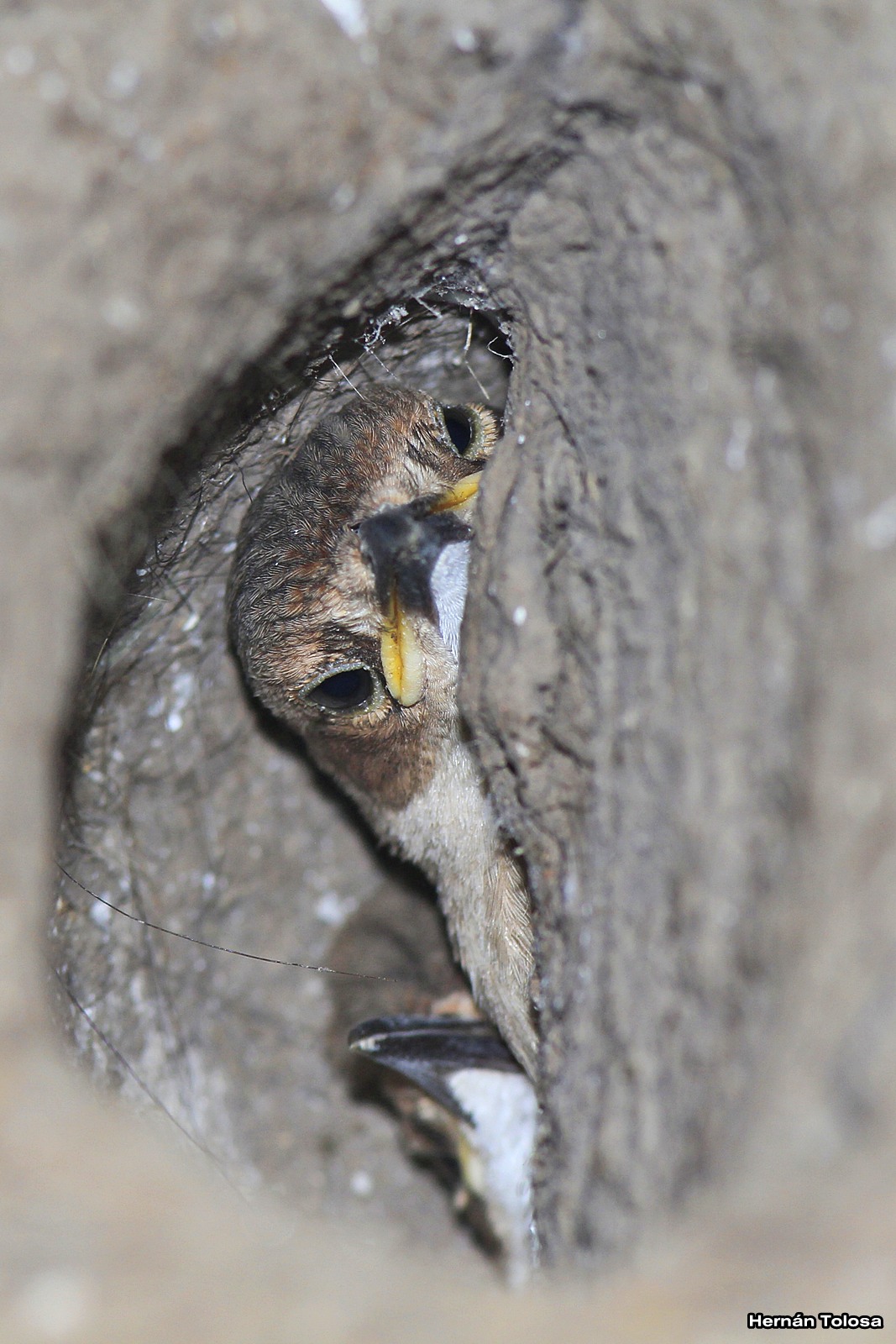 Aves de Argentina: Historia de horneros