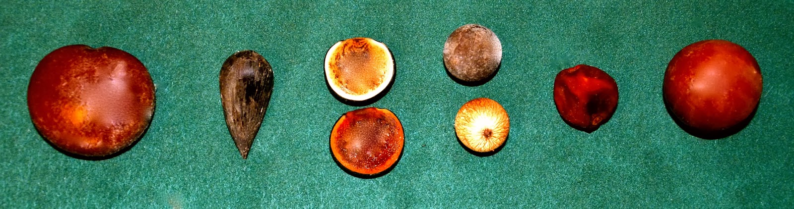 wyattsailing: What's a Sea-Bean?