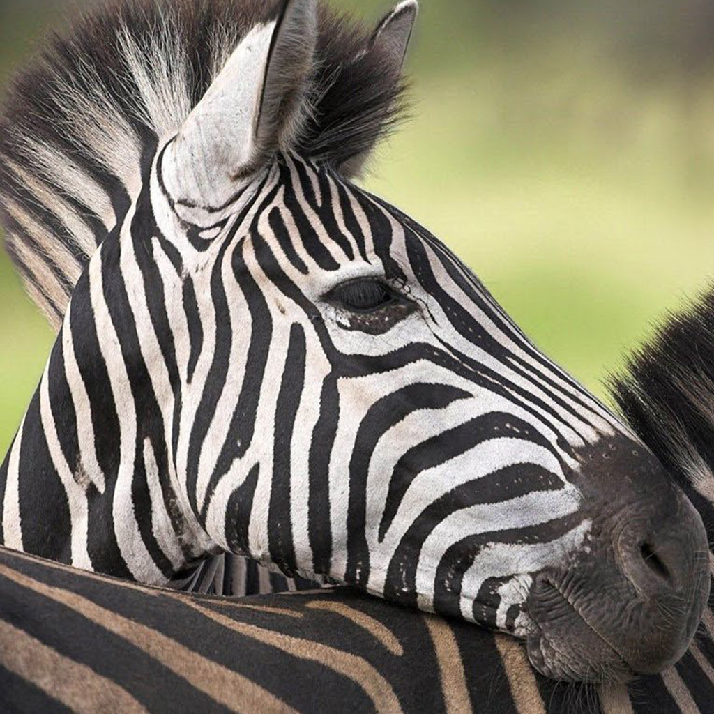 Zebra Pictures | mouade agafay