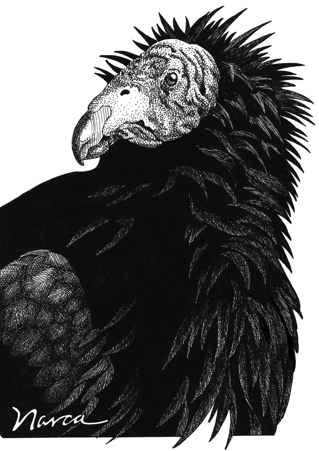 Art and Other Adventures with Narca: For Condor Enthusiasts!
