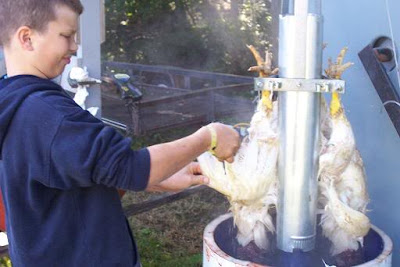 The Deliberate Agrarian: Processing ChickensWith My 11-Year-Old Son