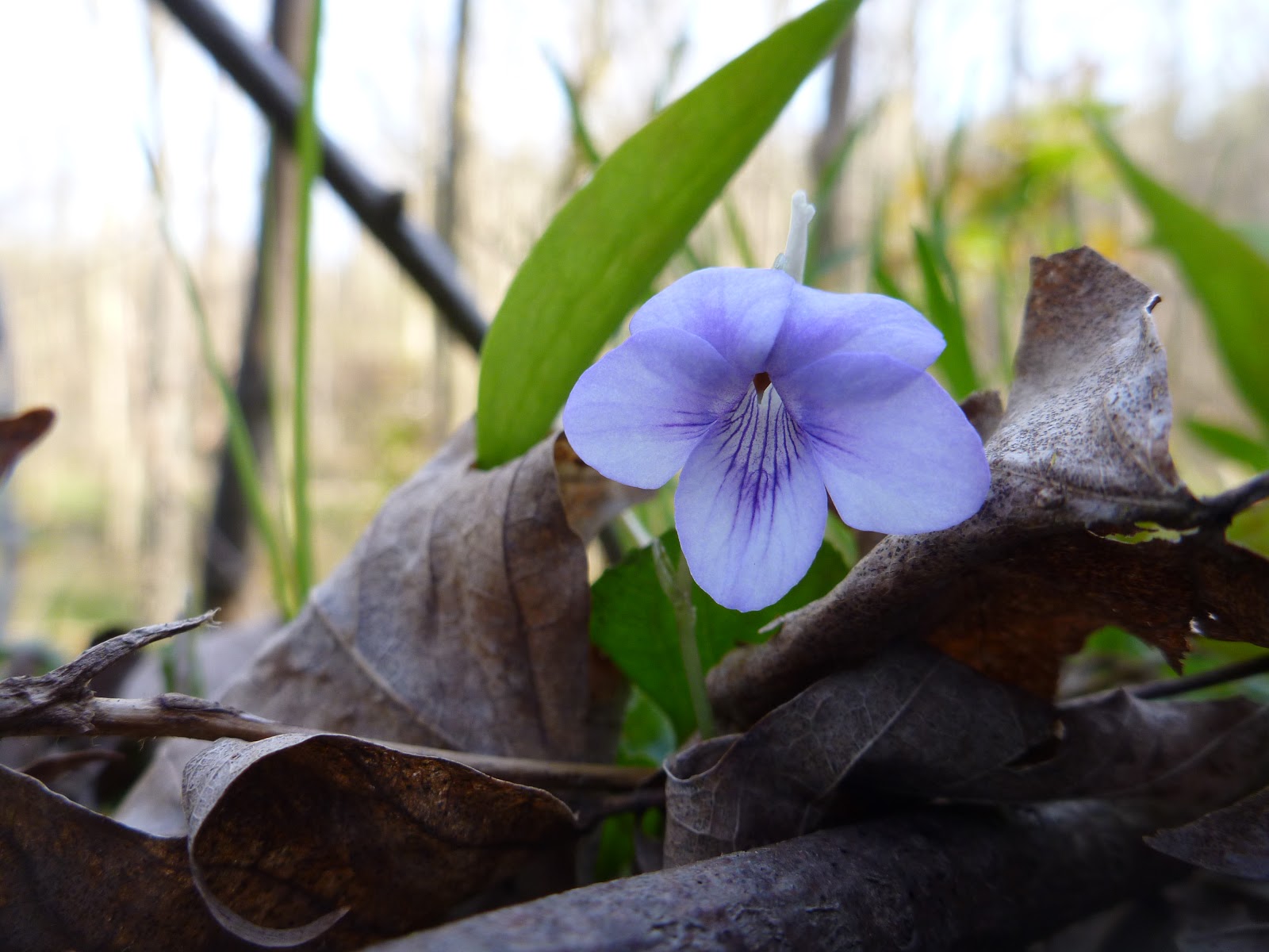 Nature in Ontario's Banana Belt: McAlpine, near Alvinston ON - Some ...