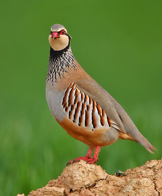 ATIVIDADE CINEGÉTICA PORTUGUESA: Perdiz vermelha - Alectoris rufa