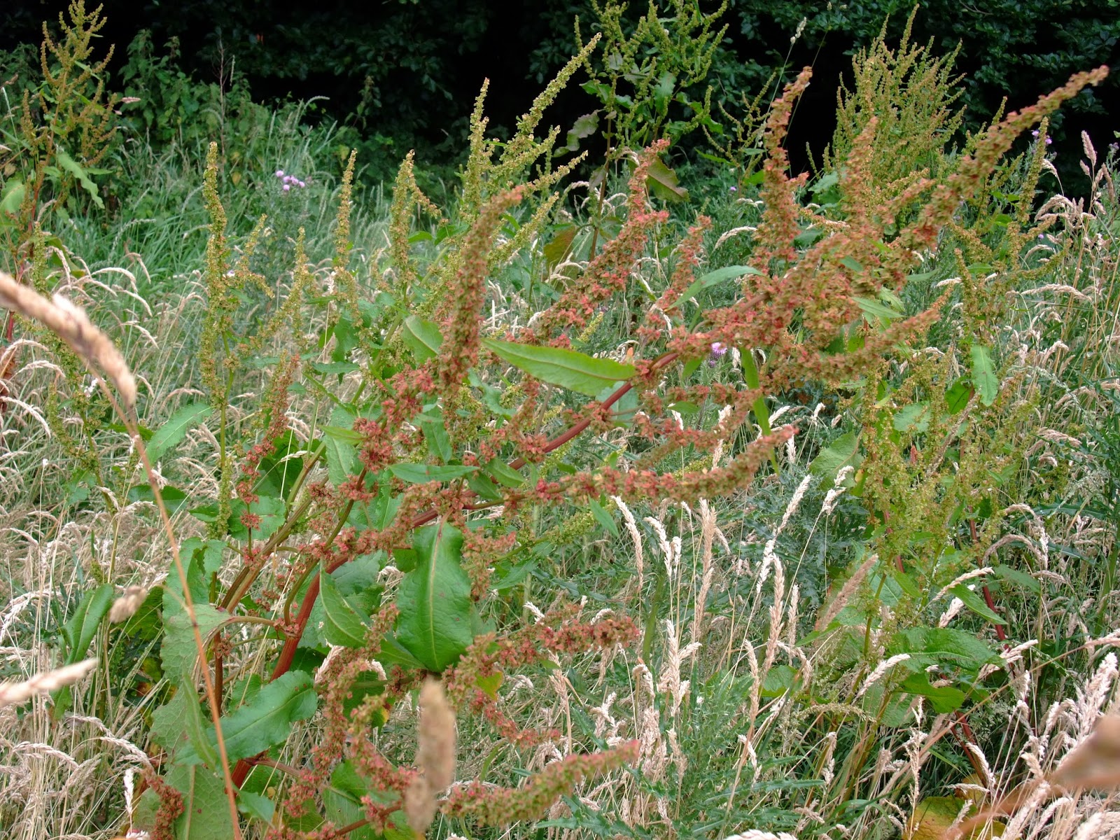 HERBAL PICNIC: YELLOW DOCK