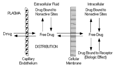 pharmacology بالعربى: Drug Distribution