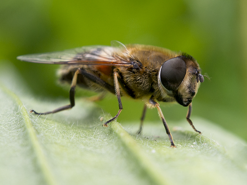 FélixGlez Photoblog: Mosca abeja o mosca zángano