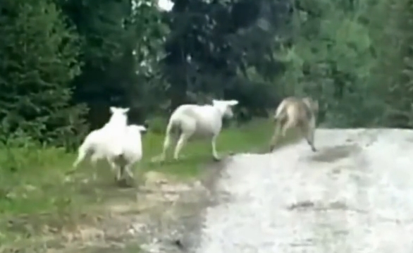 Wolf Attacking Sheep