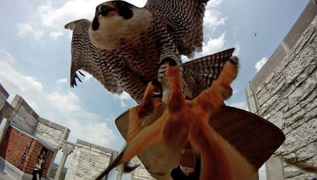 Funny Cool Pictures: Falcon's Attack