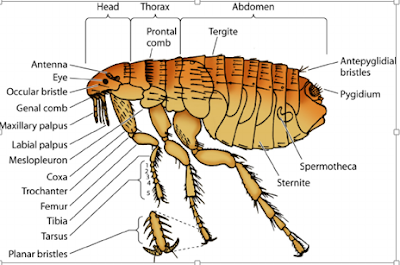 Parasitología en Zootecnia: PULGAS