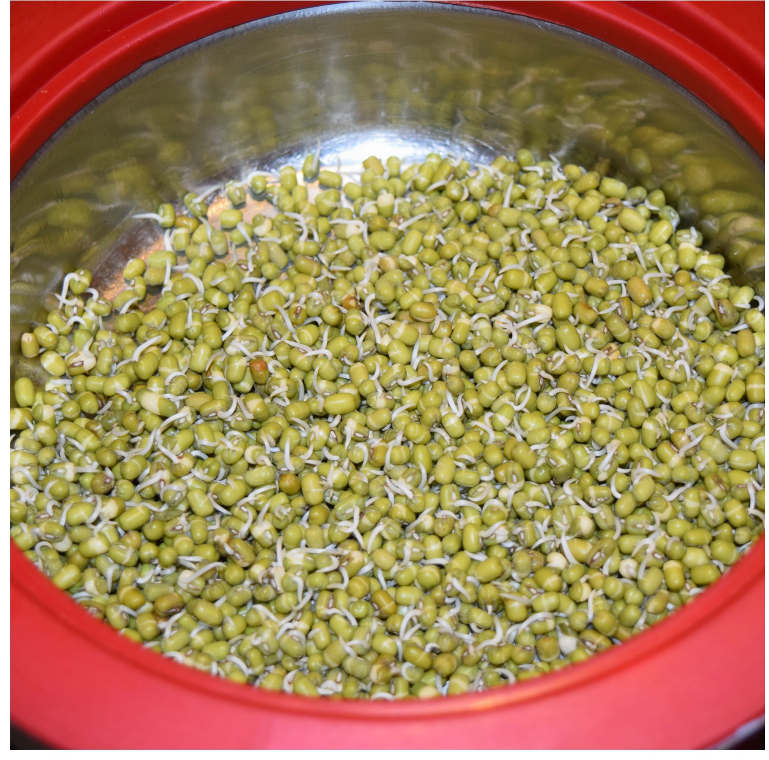 Poornimas Cook Book How To Sprout Moong Beans Green Gram Sprouts