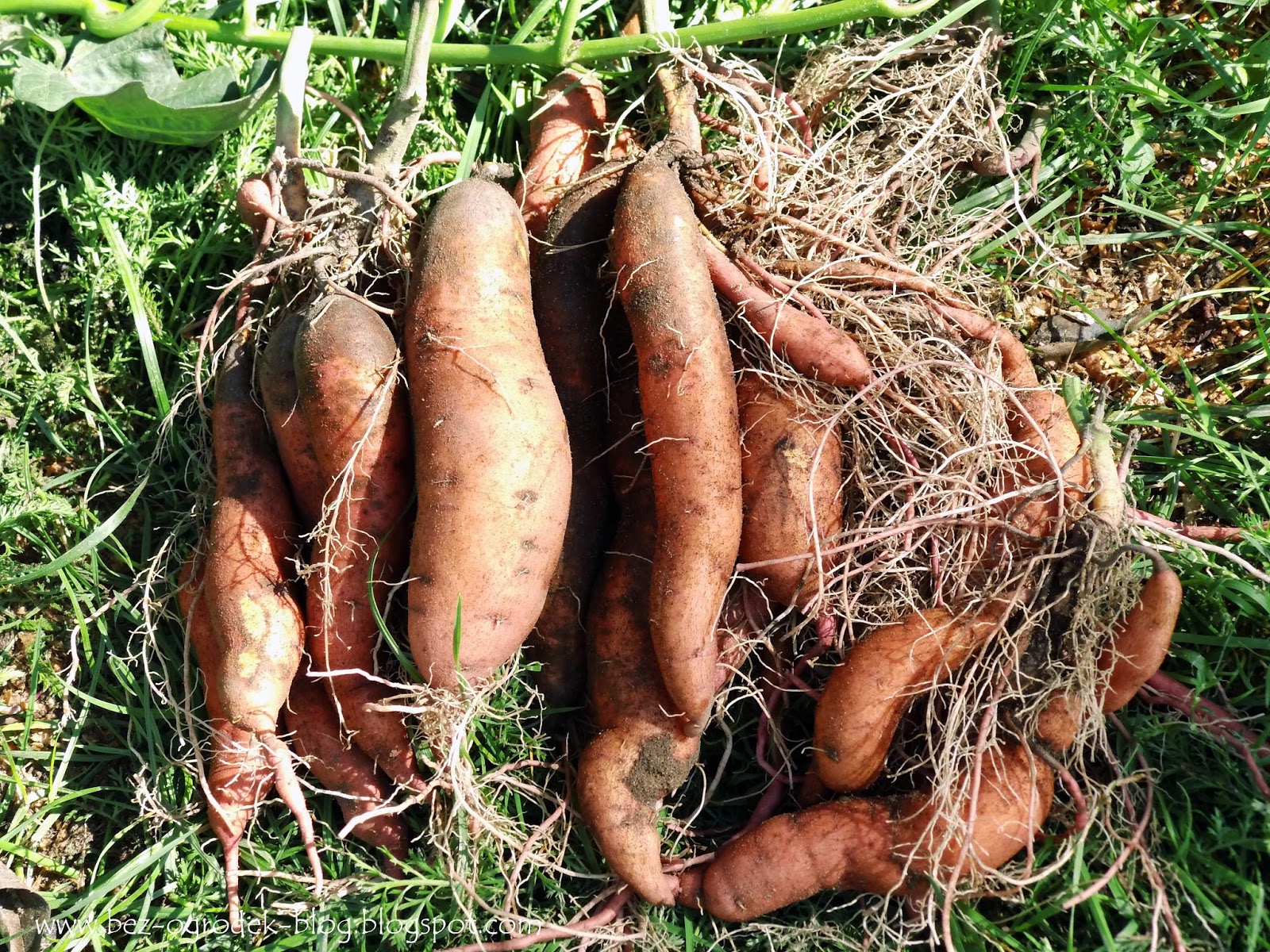 Bataty pataty, słodkie klimaty | BEZ OGRÓDEK | blog ogrodniczy