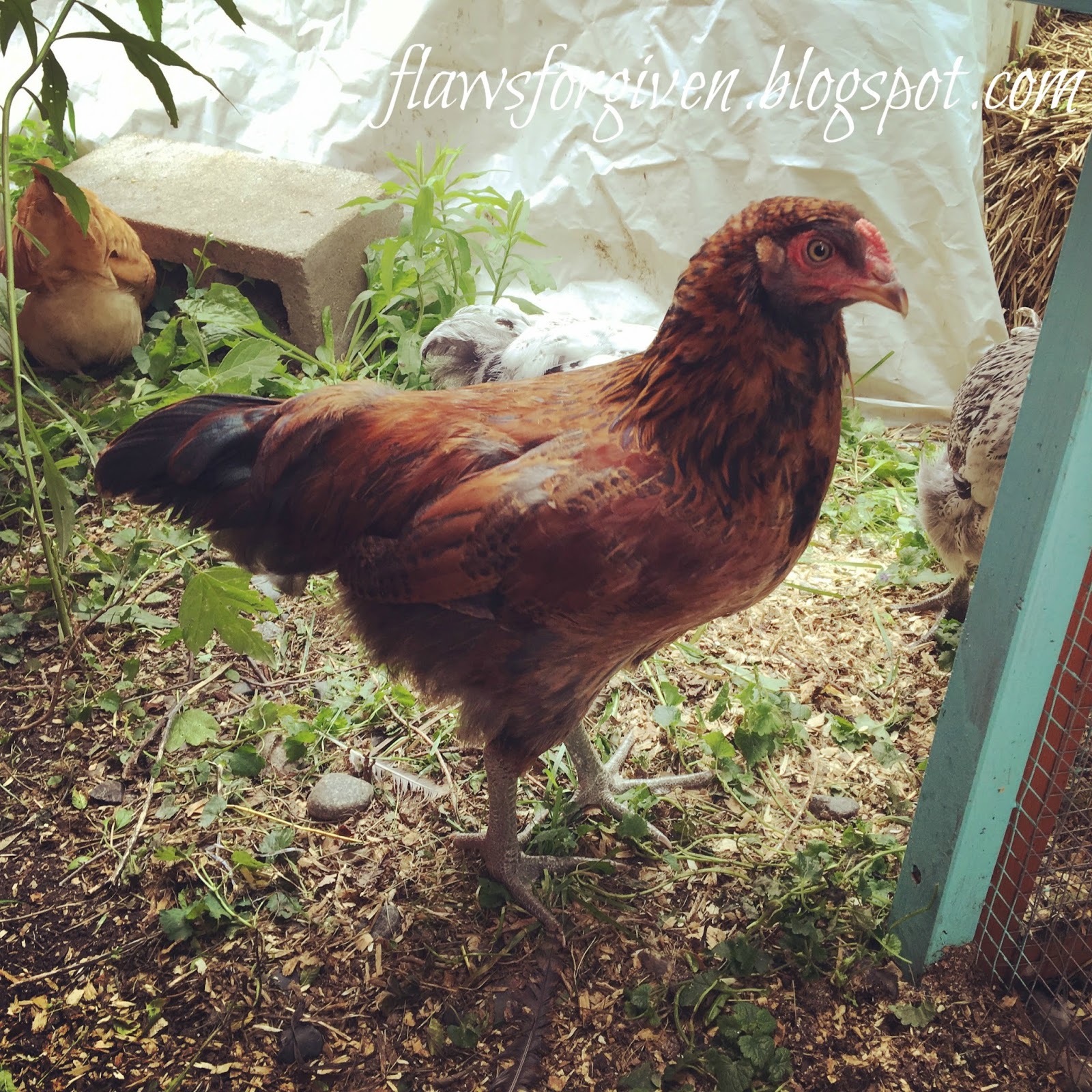 Flaws, Forgiven: How to Spot a Rooster...and What to Do With Him