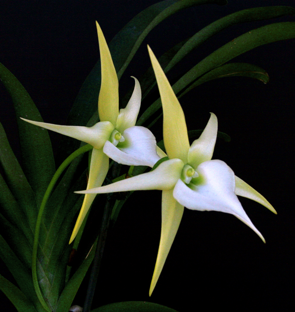 Angraecum - Alchetron, The Free Social Encyclopedia