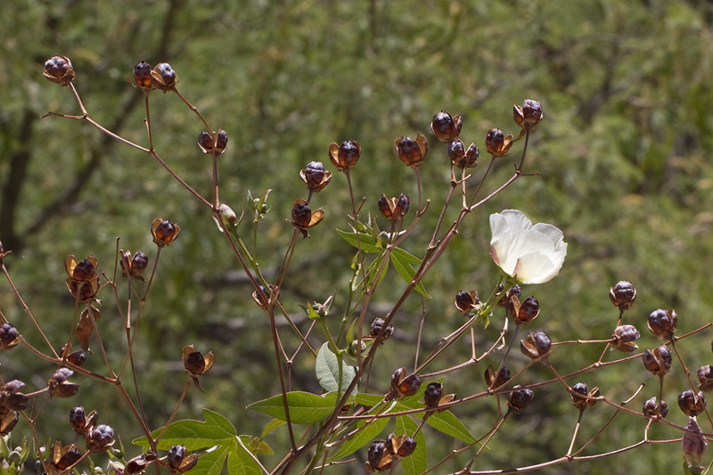 Your Daily Dose of Sabino Canyon: Name That Desert Plant: Blooming Edition