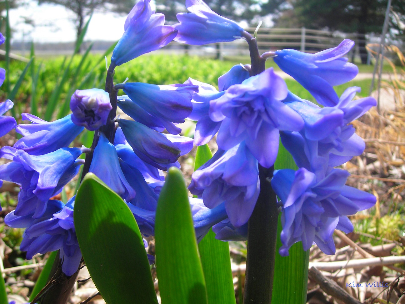 Gardening Granny's Gardening Pages: Hyacinths