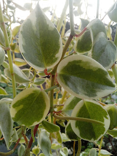 Endah Murniyati's Journey: PEPEROMIA NITIDA VARIEGATA