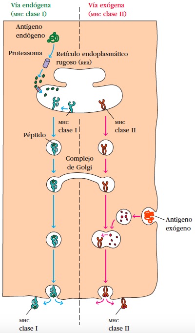 Exploremos juntos la Inmunología: 2016