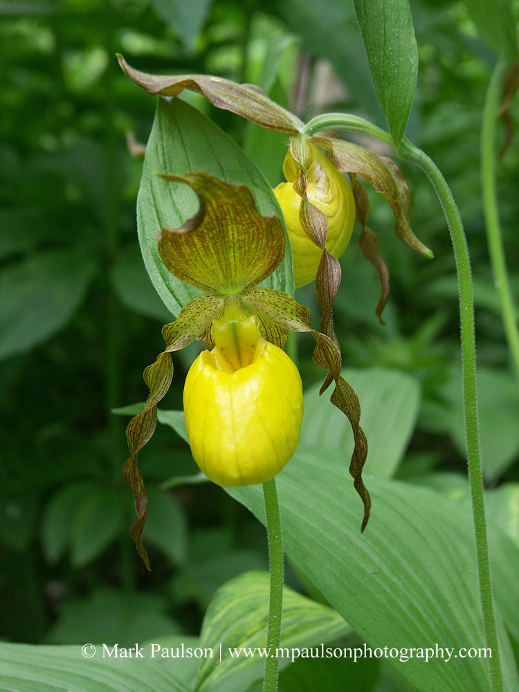 MAP Artistic Photography: Flora